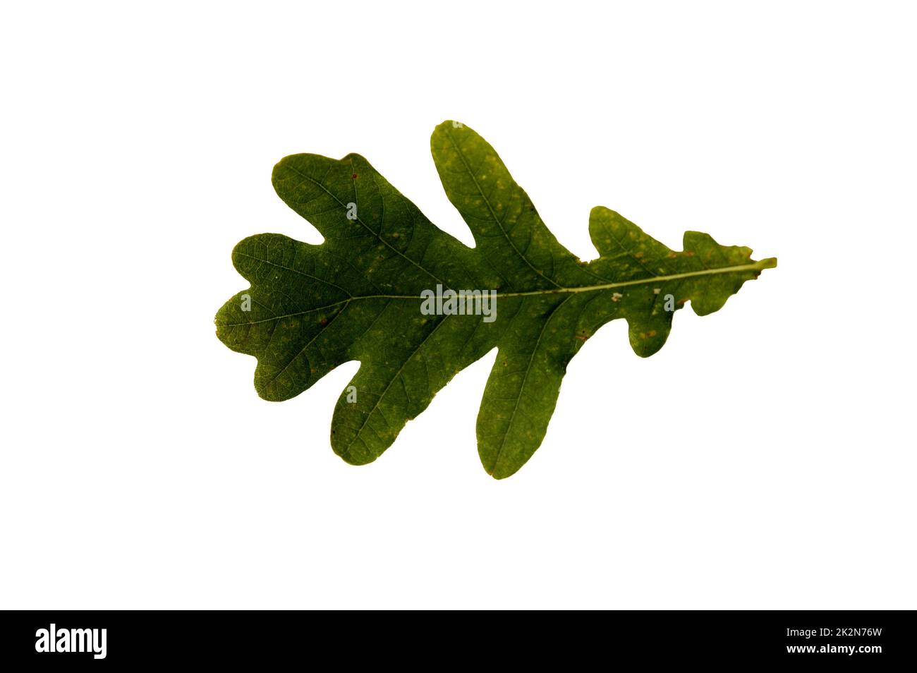 Tree and country Cut Out Stock Images & Pictures - Alamy