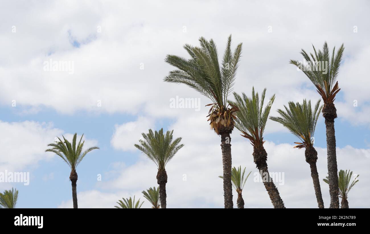 Phoenix dactylifera date or date palm tree plantation Stock Photo - Alamy
