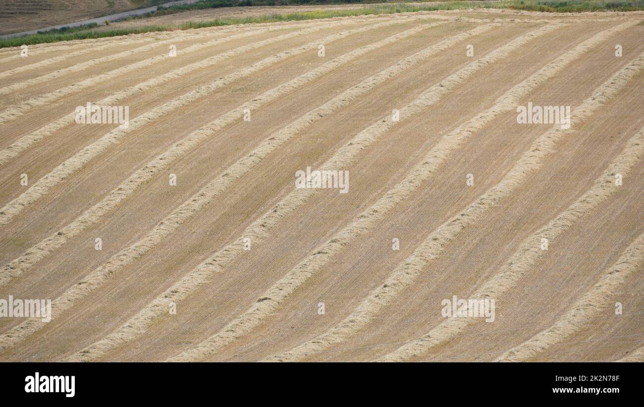 Agricultural field of harvested rye with rows of straw. North Israel ...