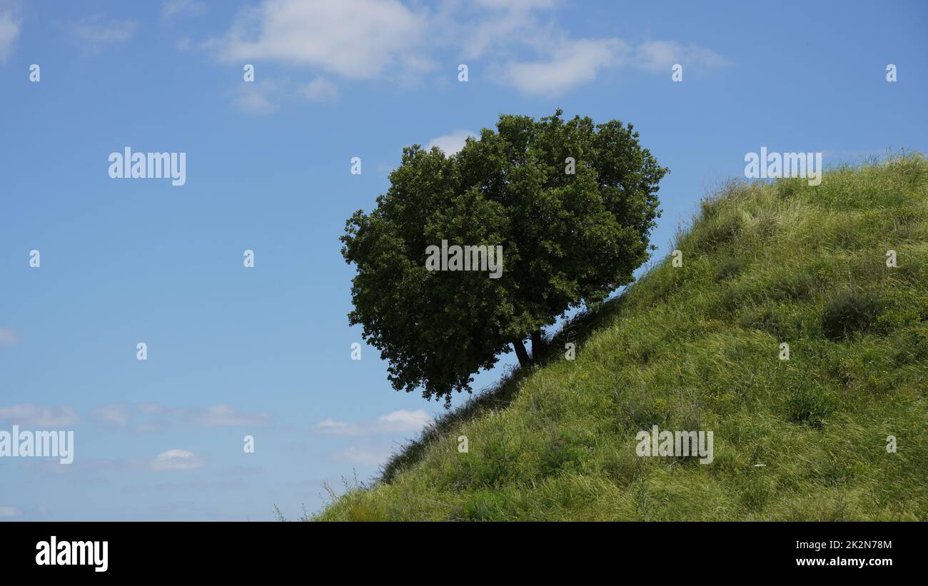 Lonely tree on a green slope of a hill against blue sky Stock Photo - Alamy