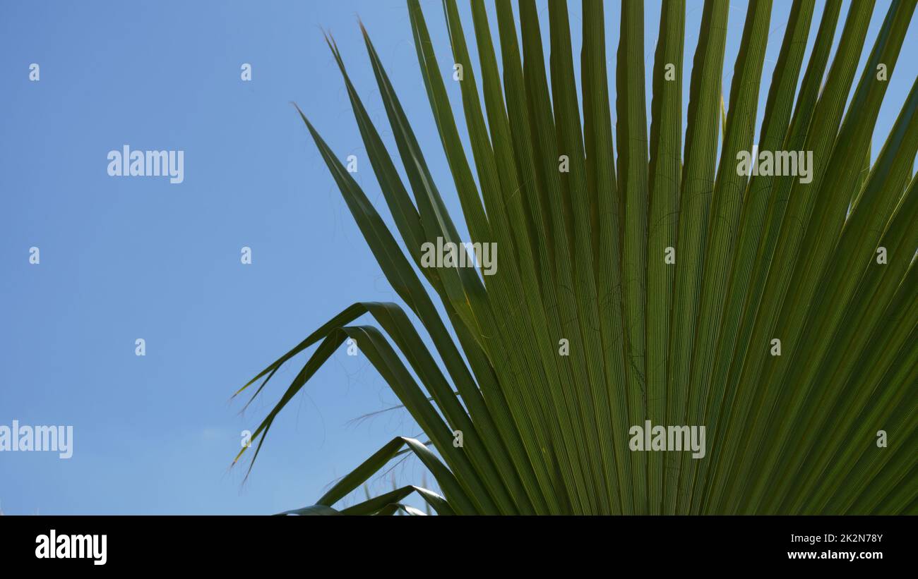 Windmill palm tree palmate with blue sky behind Stock Photo - Alamy