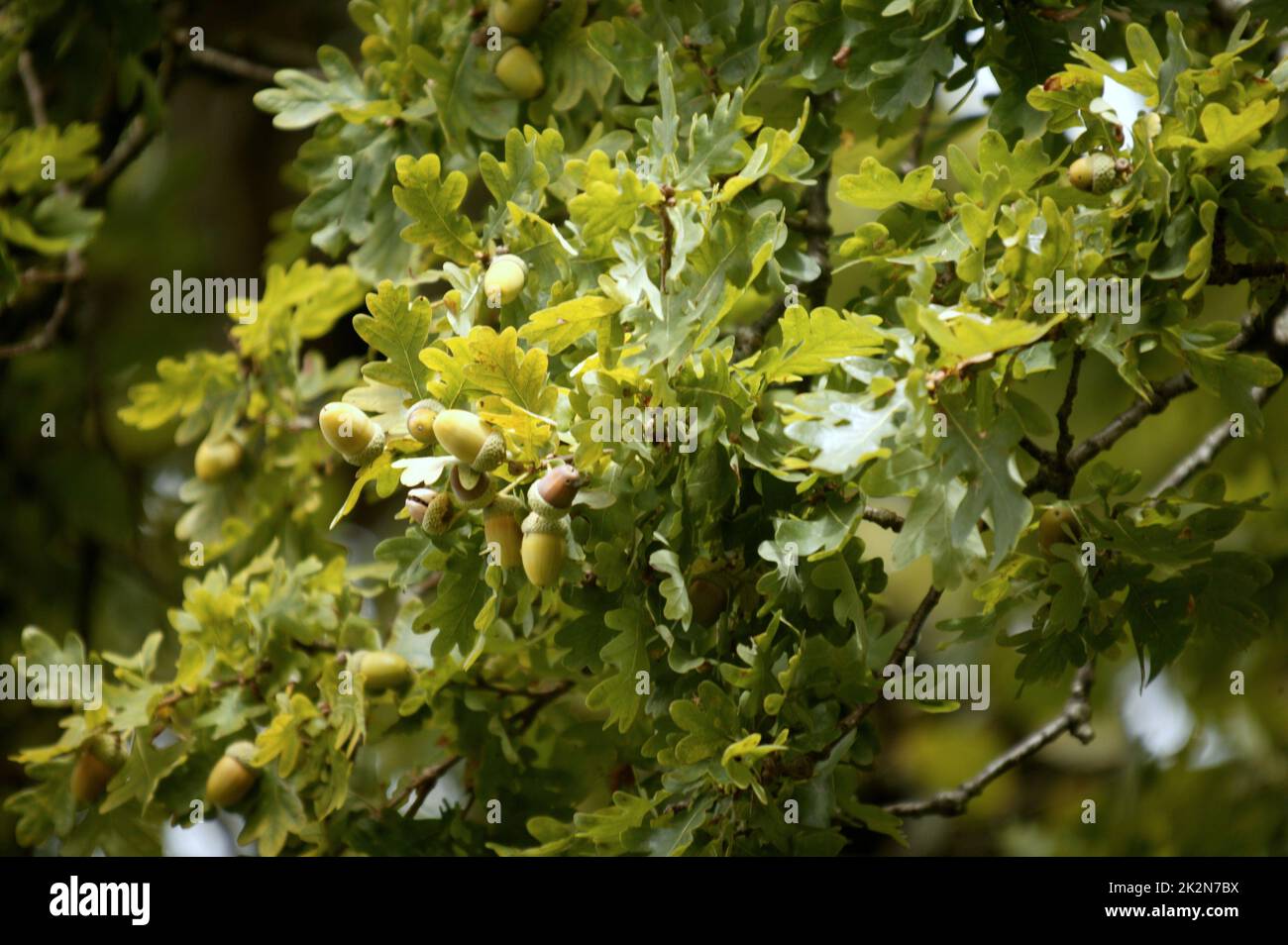 Image of the English or Common Oak Tree Stock Photo - Alamy