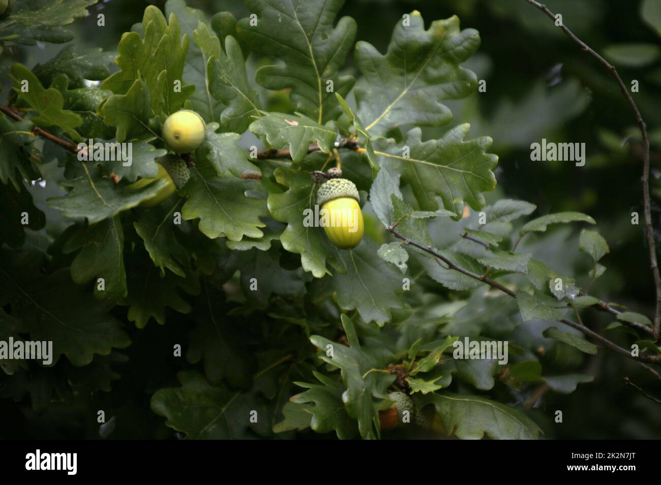 Plantae angiosperms eudicots rosids fagales fagaceae hi-res stock ...