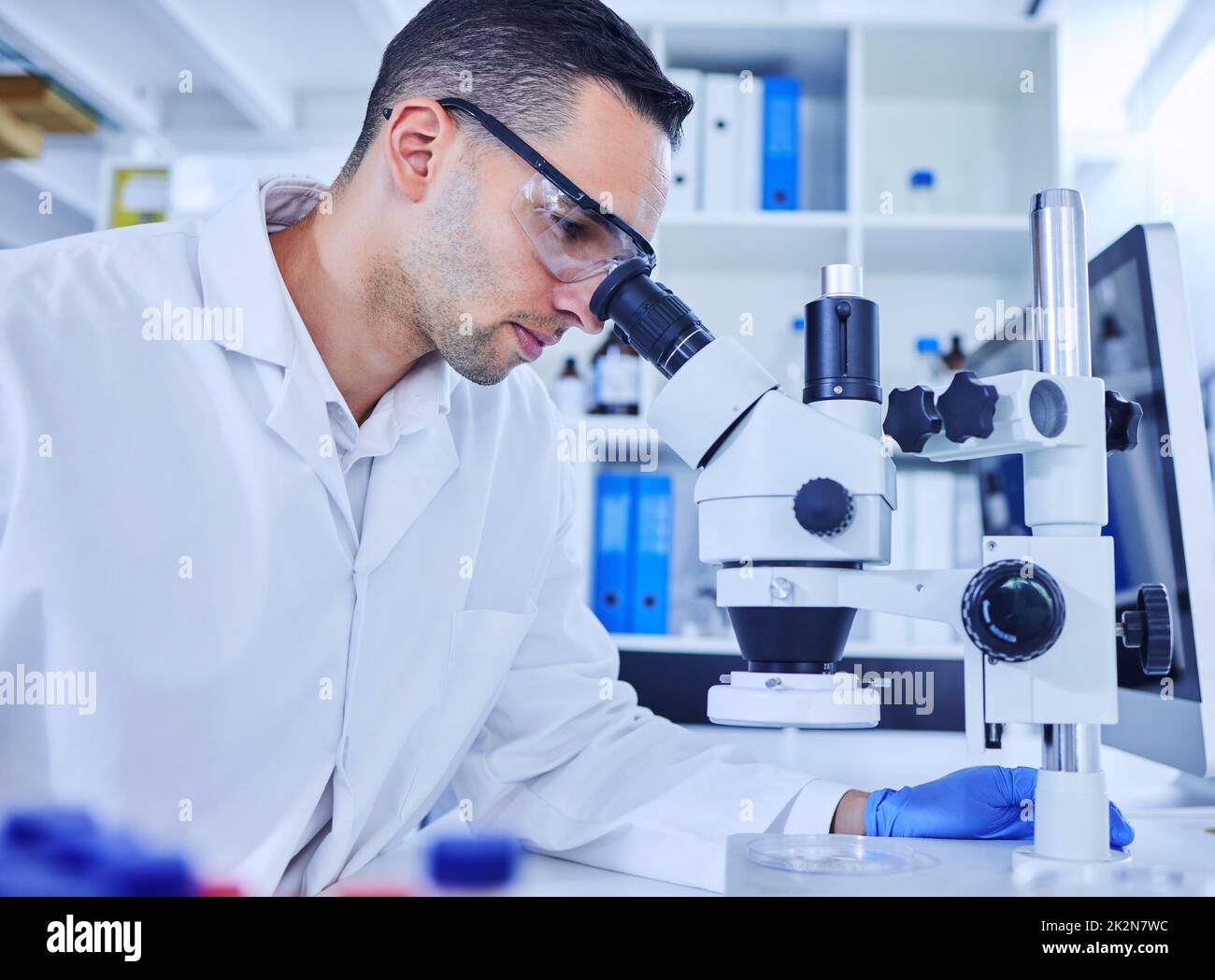 Handsome lab hi-res stock photography and images - Alamy