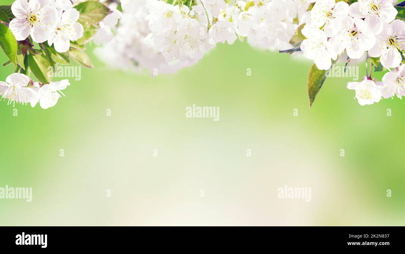 Beautiful nature view of spring flowering trees on blurred background ...
