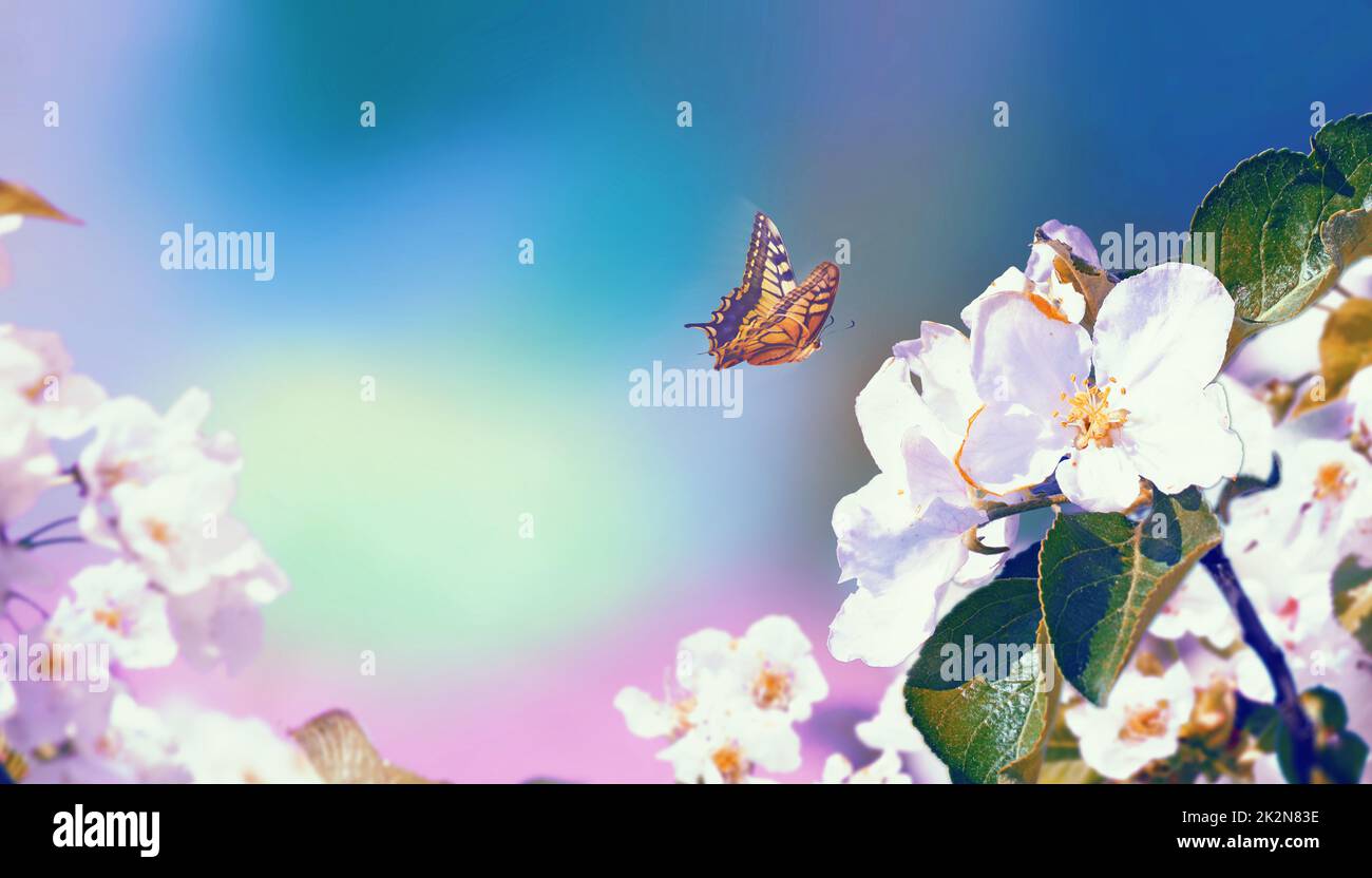 Butterfly and a beautiful nature view of spring flowering trees on ...