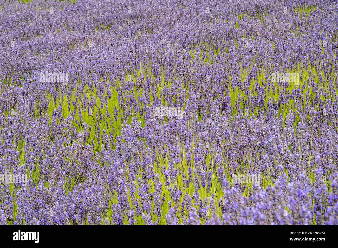 Lavender fields, Sequim, Washington, USA Stock Photo - Alamy