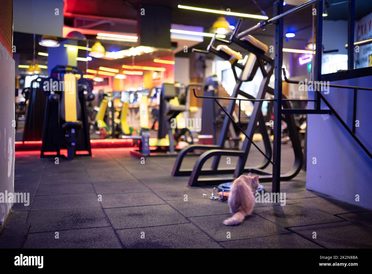 Gym cat 2 Stock Photo - Alamy