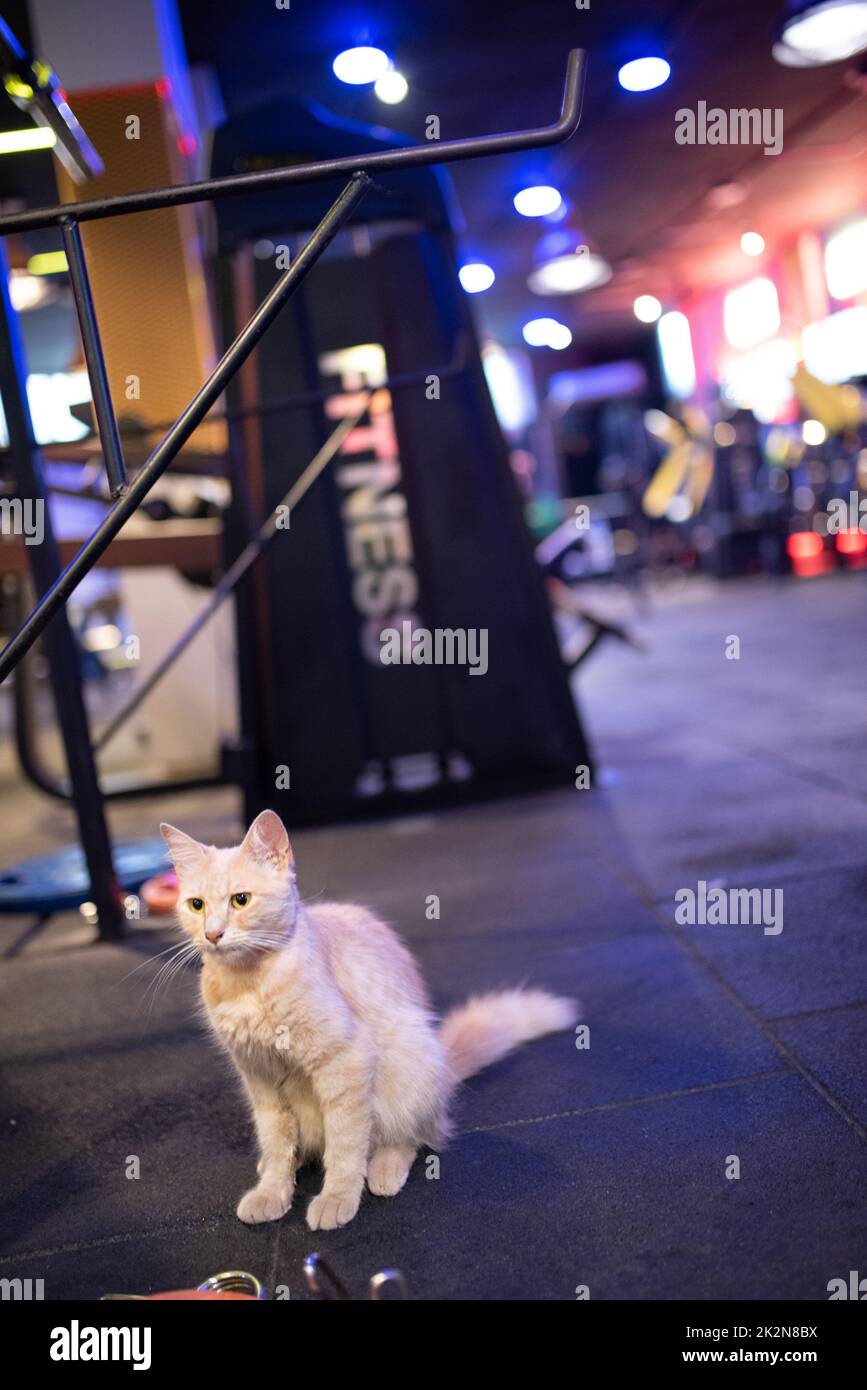 Kitten in gym hi-res stock photography and images - Alamy