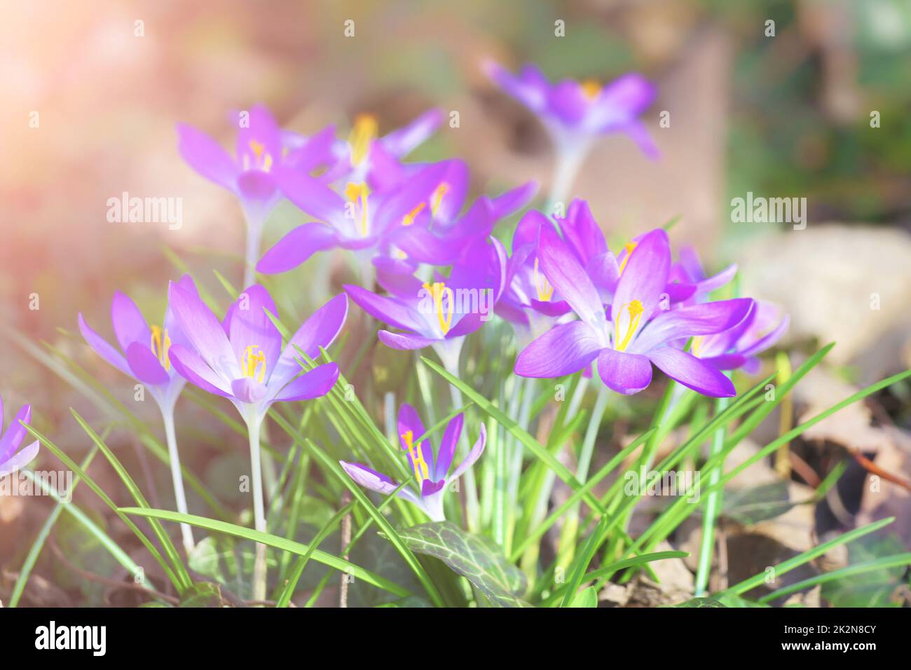 Blooming purple crocus flowers in a soft focus on a sunny spring day ...