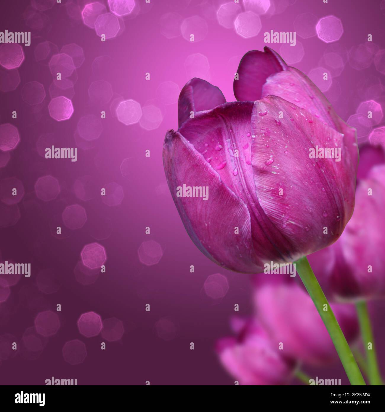 Beautiful tulips. Spring nature background for web banner and card ...