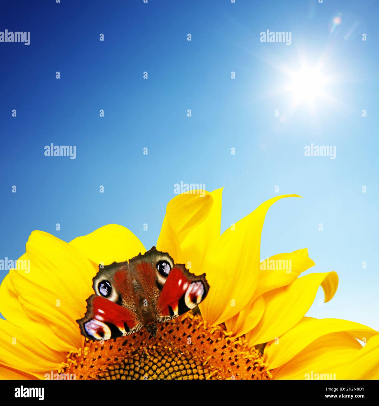 Bright yellow sunflower with butterfly on a sunny summer morning Stock ...