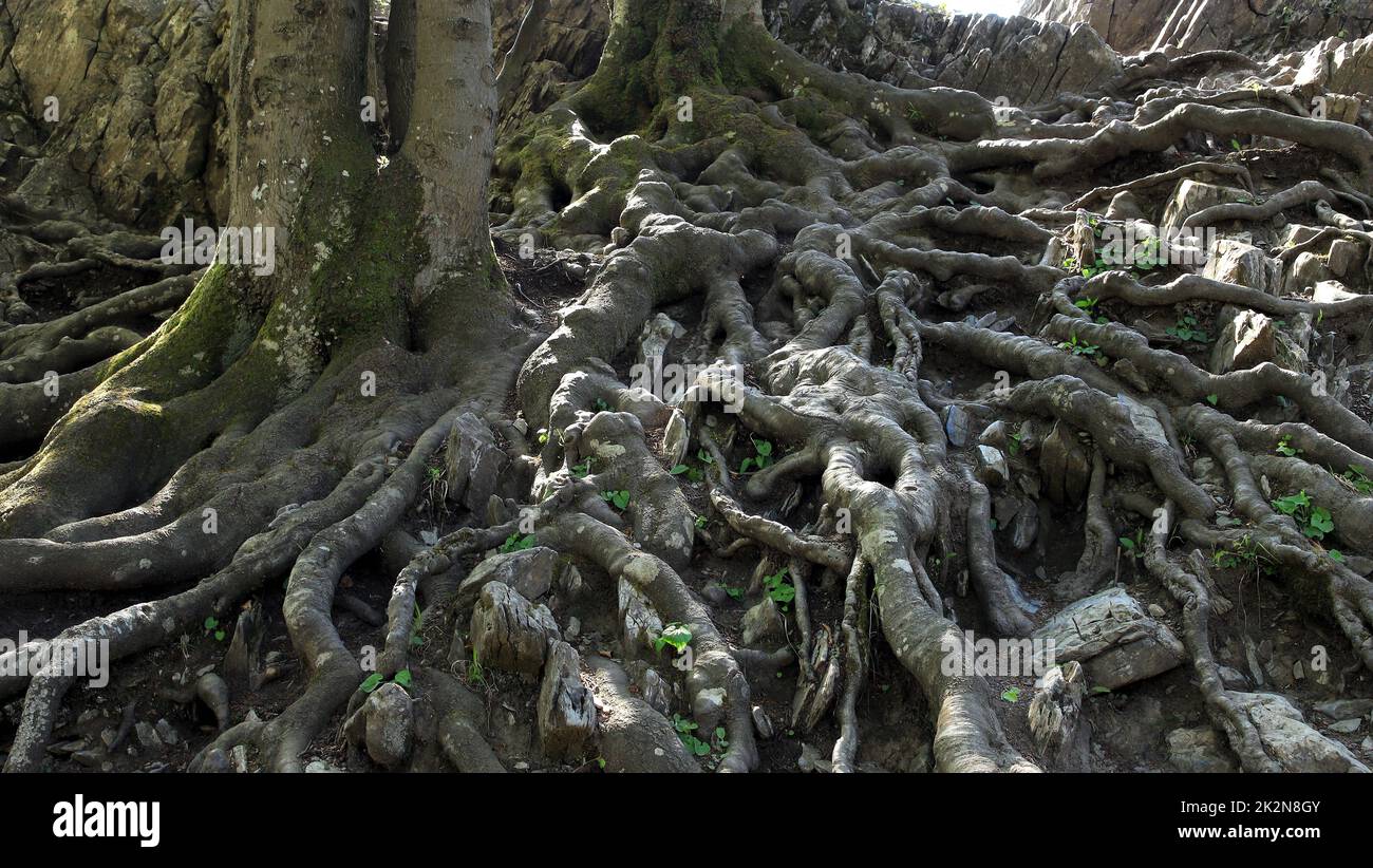 Aerial beech tree roots hi-res stock photography and images - Alamy