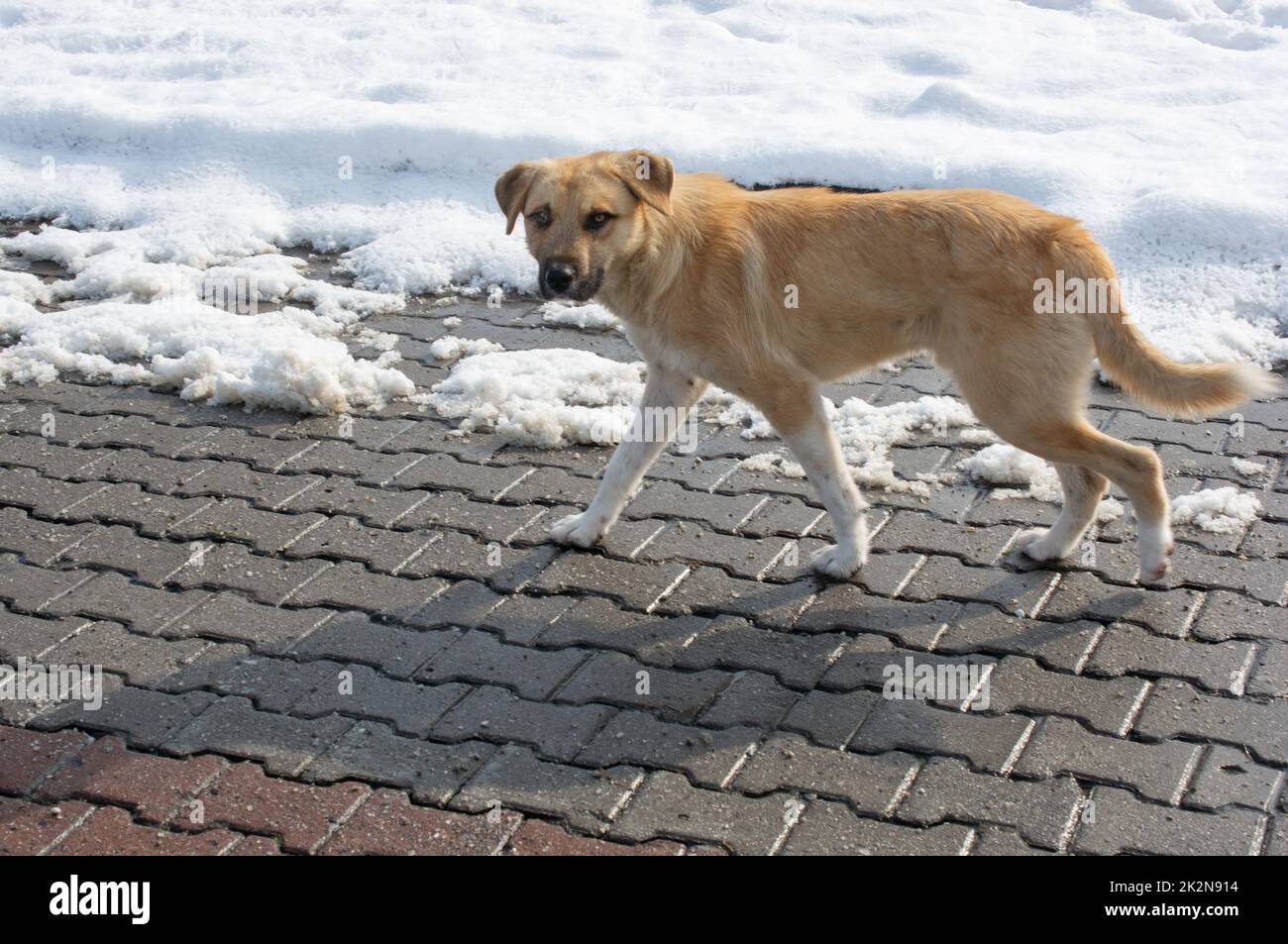 Homeless stray dog in view as domestic animal concept Stock Photo - Alamy