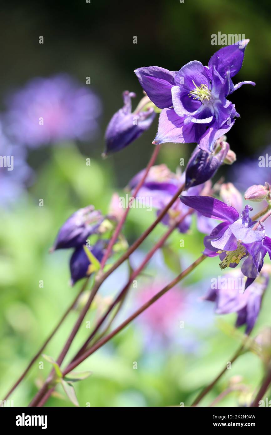 Aquilegia spec hi-res stock photography and images - Alamy