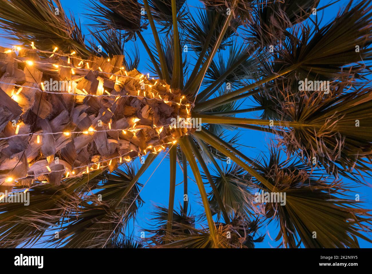 Under the palm tree Stock Photo - Alamy