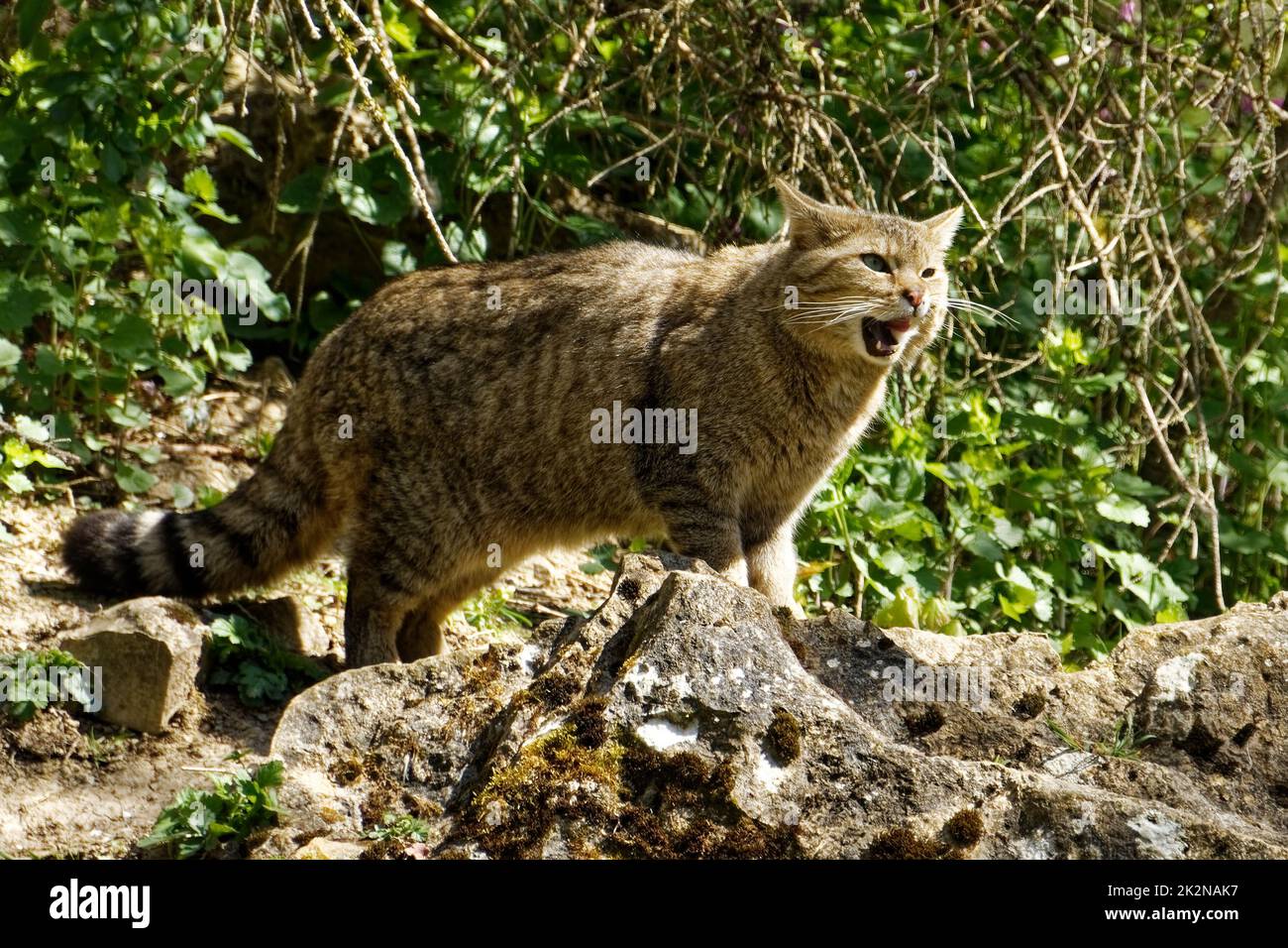 Lynx cats hi-res stock photography and images - Alamy