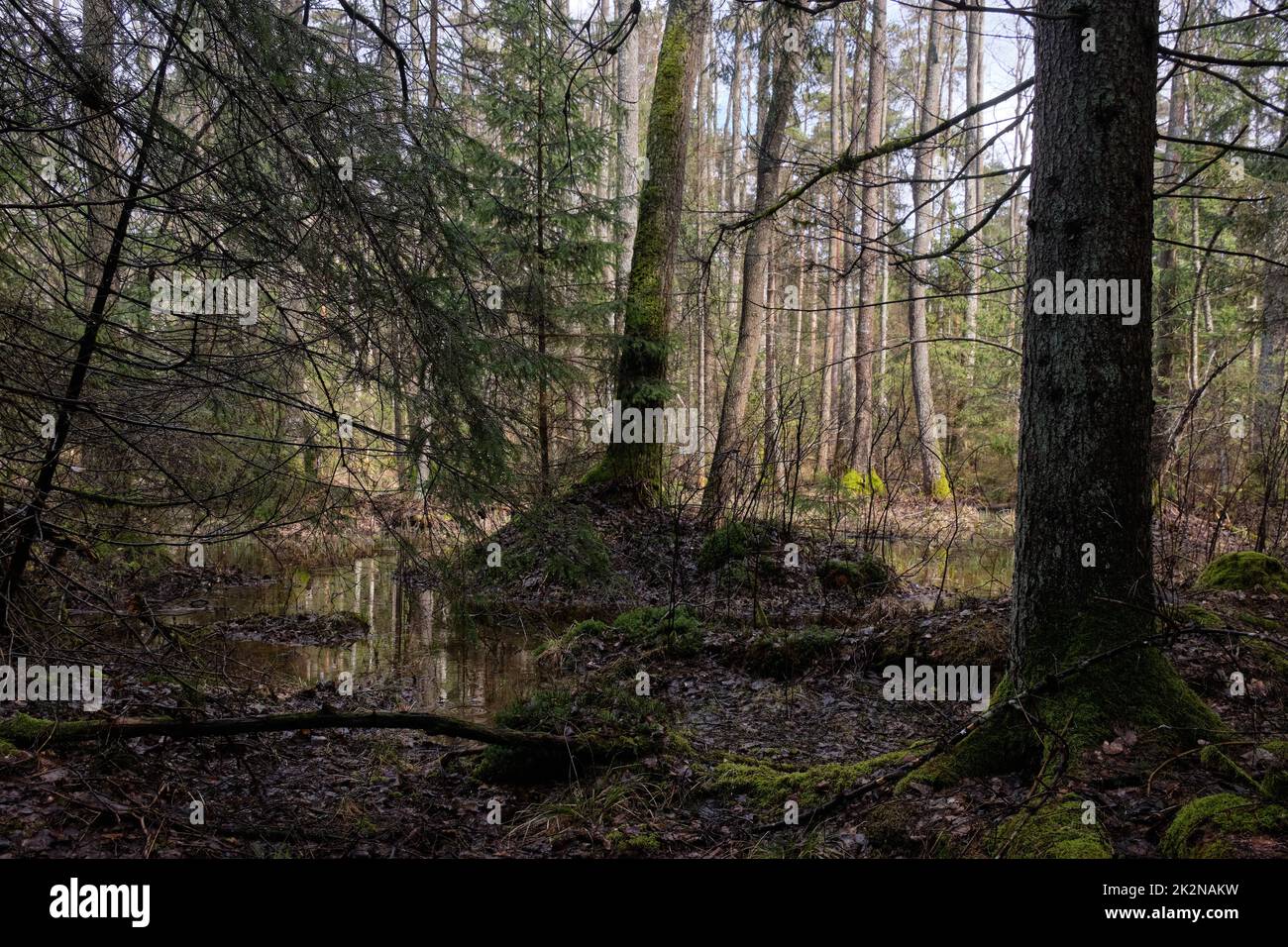 Springtime alder-bog forest Stock Photo - Alamy