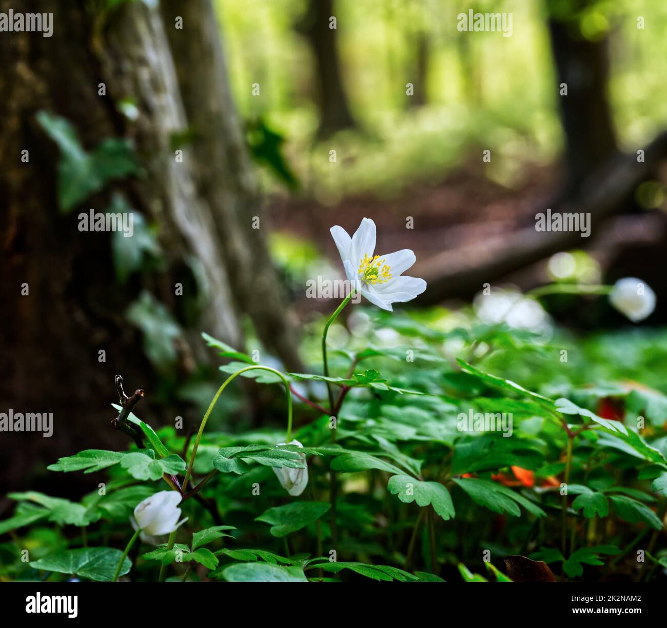 closeup view: aesthetic white wood anemone in a shady wood, blooming in ...