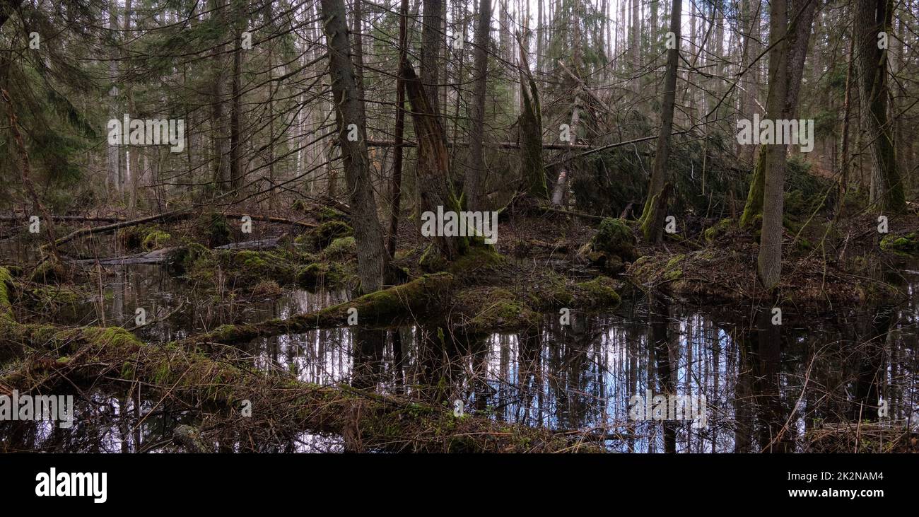 Bog forest hi-res stock photography and images - Alamy