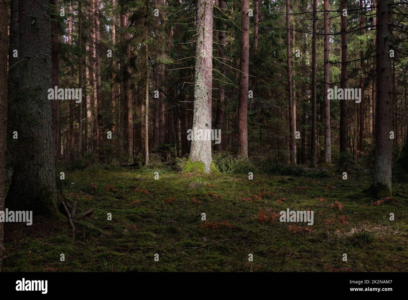 Springtime coniferous forest tree stan in sun Stock Photo - Alamy