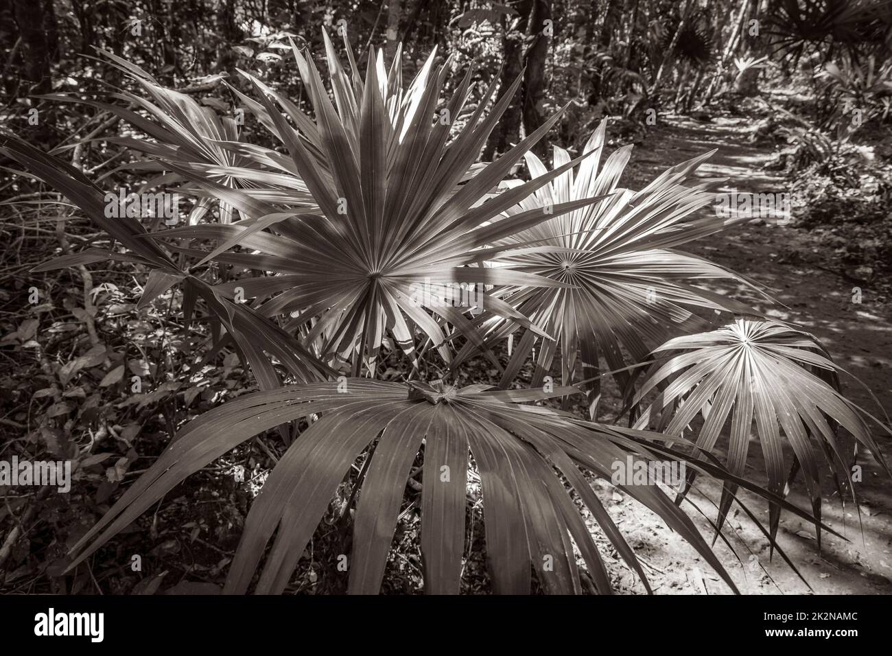 Tropical natural jungle forest plants trees Muyil Mayan ruins Mexico ...