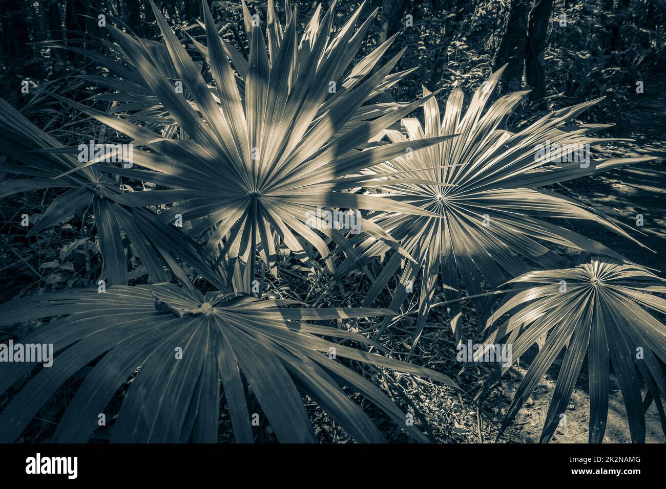 Tropical natural jungle forest plants trees Muyil Mayan ruins Mexico ...