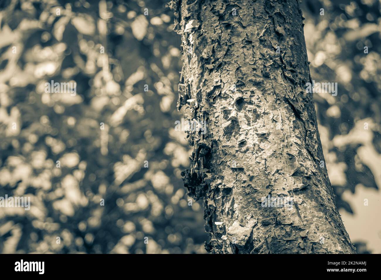 Tropical Gumbo-limbo tree with red peeling bark in Mexico Stock Photo ...