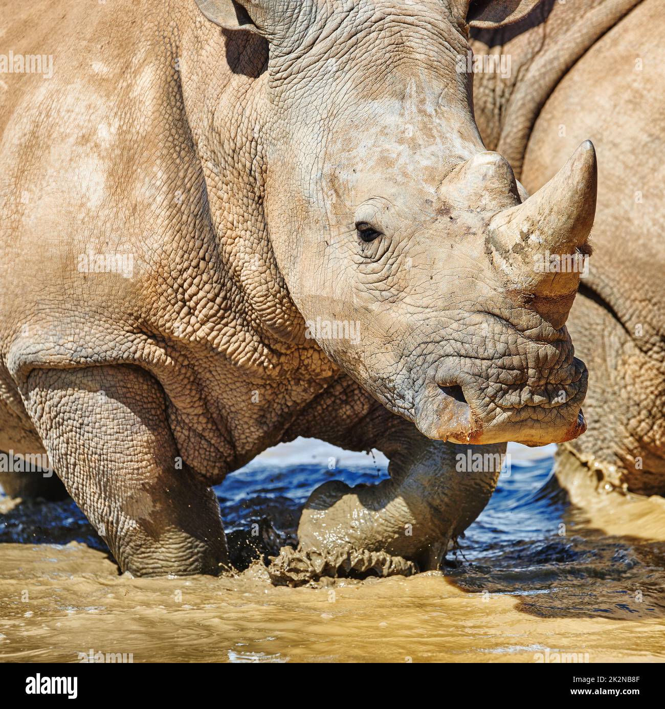 African bush animals hi-res stock photography and images - Alamy