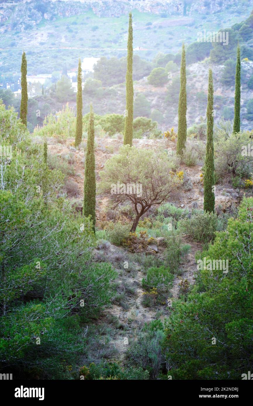 Group of cypress trees (Cupressus sp.) growing on tough Mediterranean ...