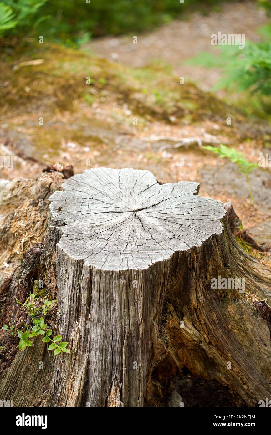 Old tree stump covered with moss in the coniferous forest, beautiful ...