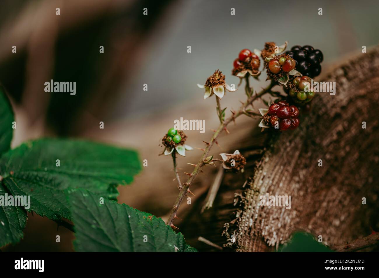 Seasonal produce hi-res stock photography and images - Alamy