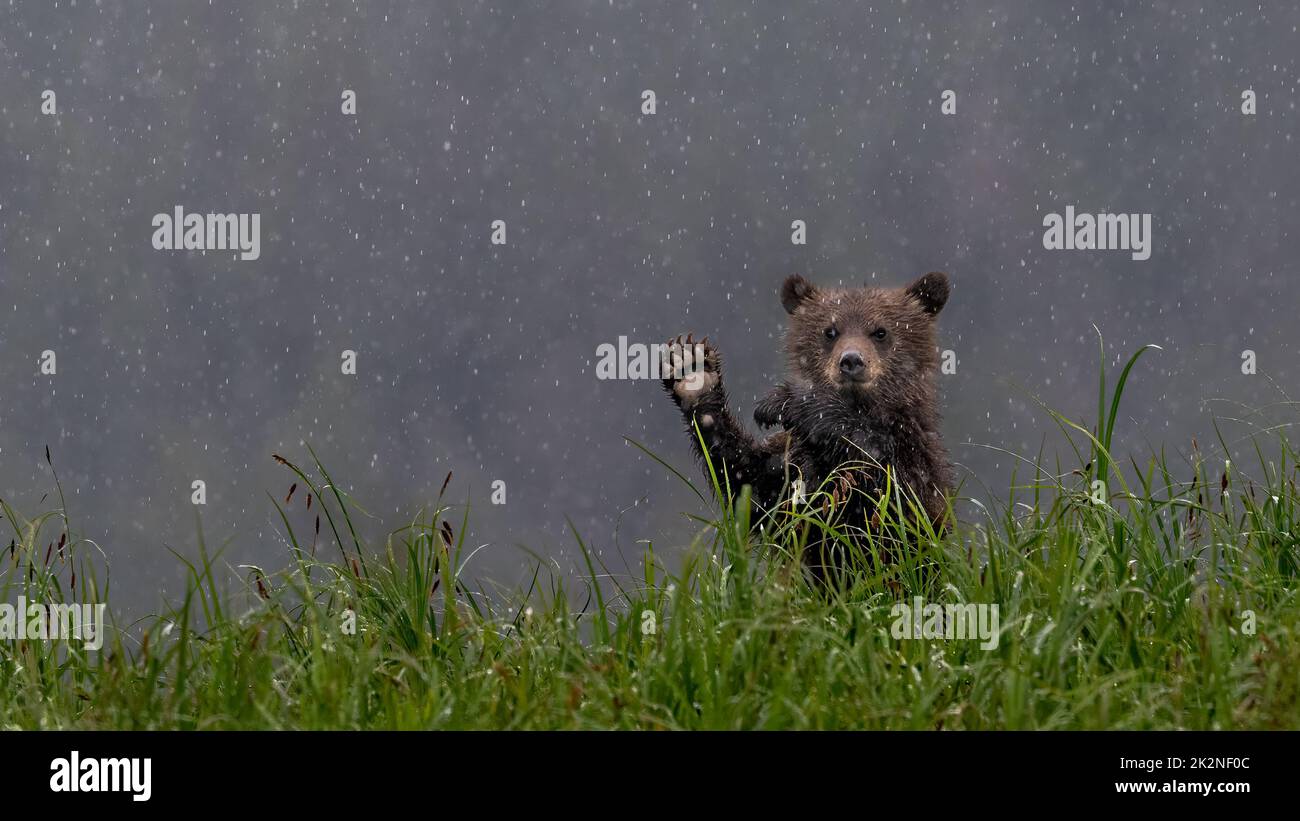 A young black grizzly bear cub in heavy rain stands and waves over tall ...
