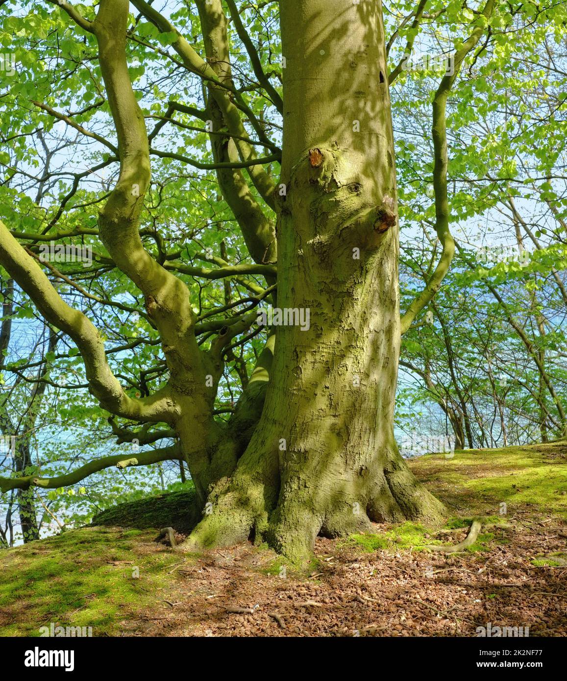 Lush forest in the spring. A very sharp and detailed photo of the ...