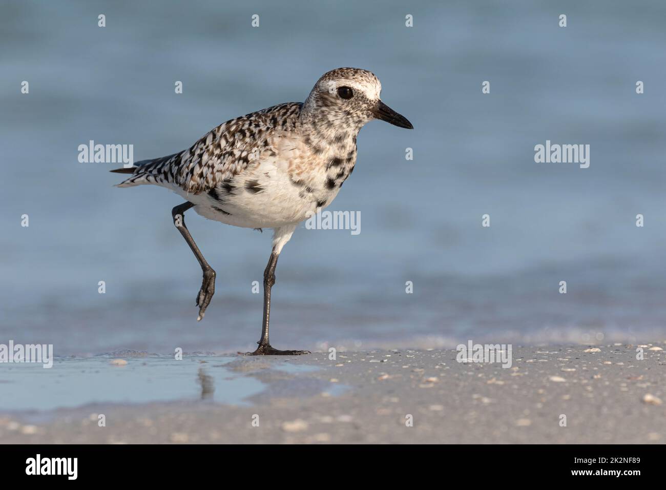 Black bellied Plover, Grey Plover, Pluvialis squatarola, adult moulting ...