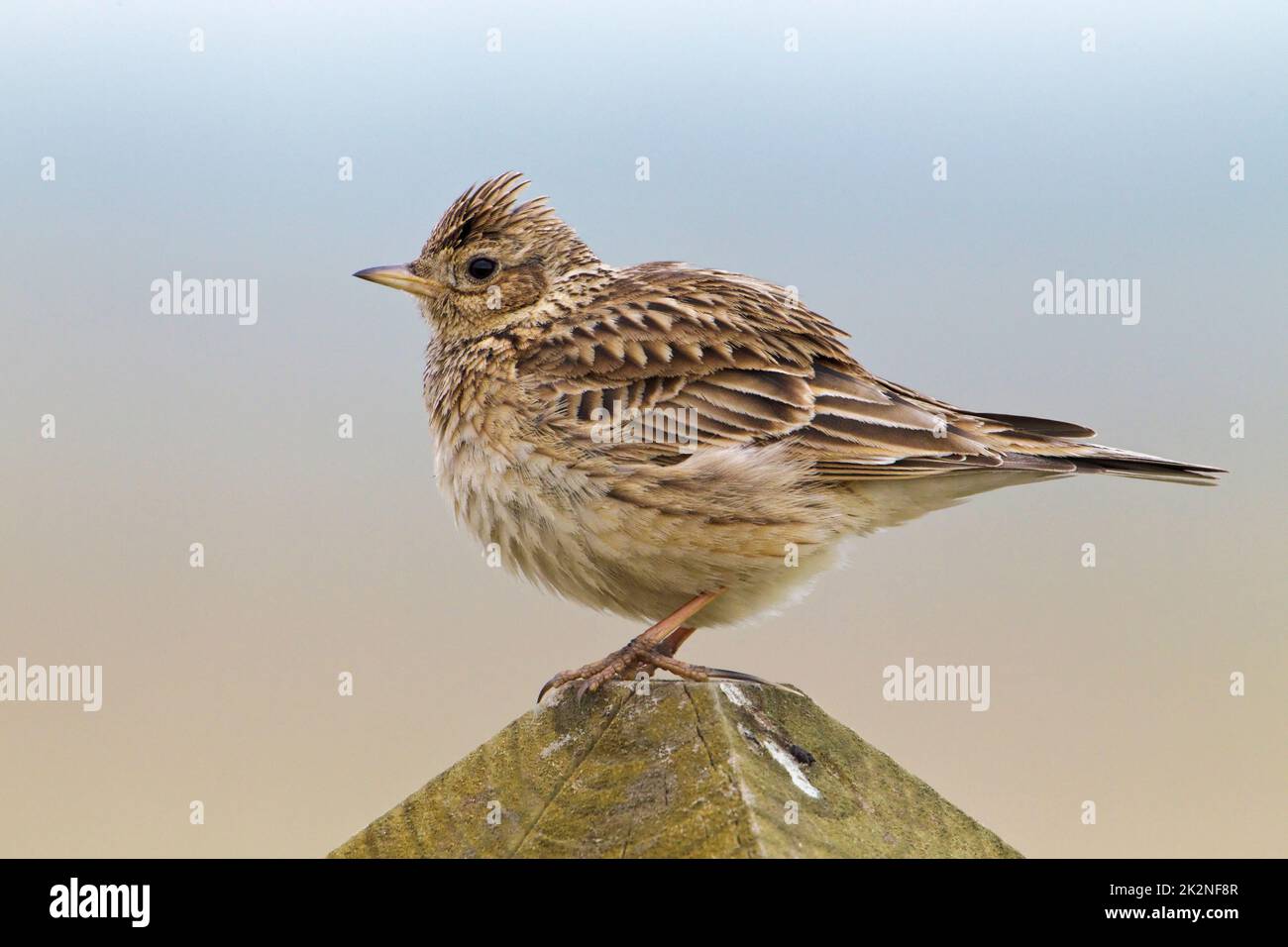 Skylark, Alauda arvensis, a single bird on a fence post, North Norfolk ...