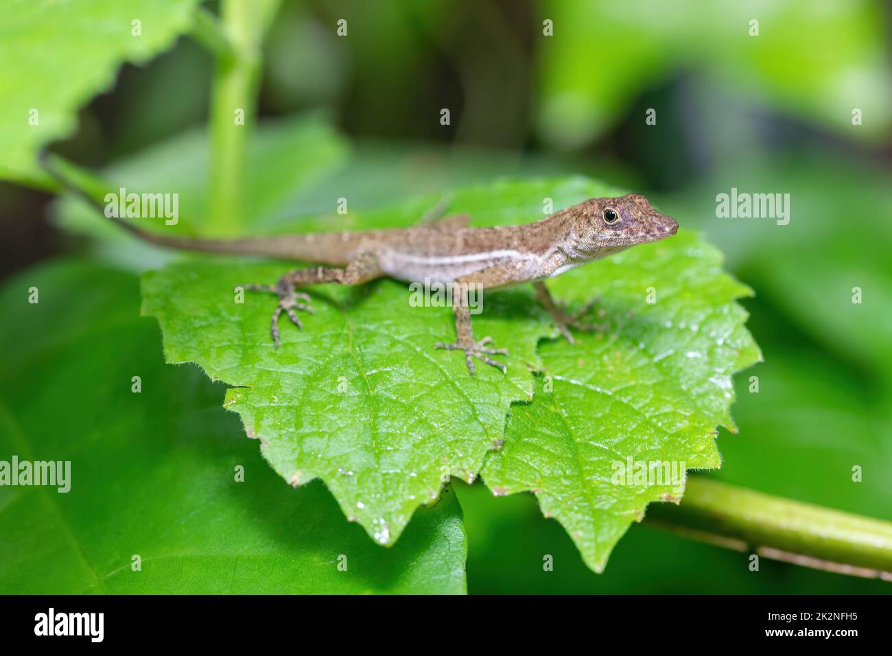 Anolis polylepis, small lizard in Quepos, Costa Rica wildlife Stock ...