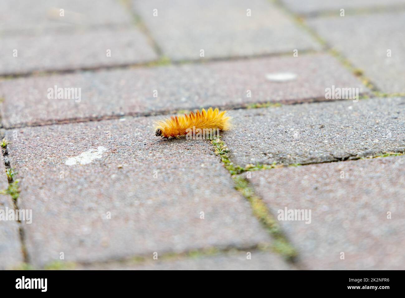 the caterpillar of the maple owl, Acronicta aceris, on a footpath Stock ...