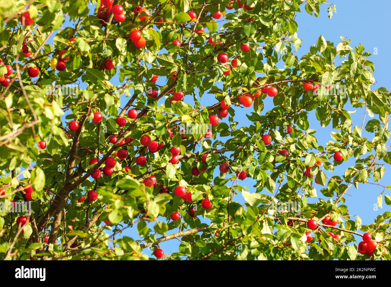 Red mirabelle plums (Prunus domestica syriaca) on a tree against blue ...
