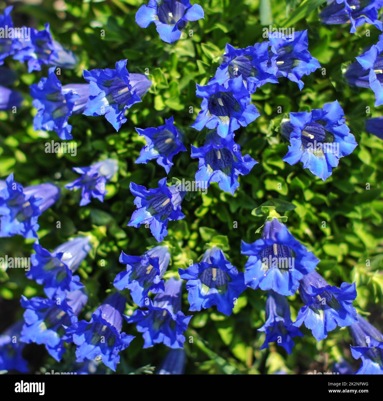 Bellflower garden hi-res stock photography and images - Alamy