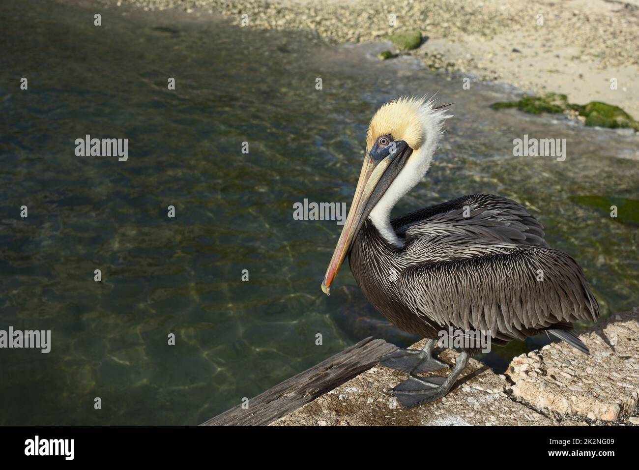 Brown Pelican Bird in Aruba Stock Photo - Alamy