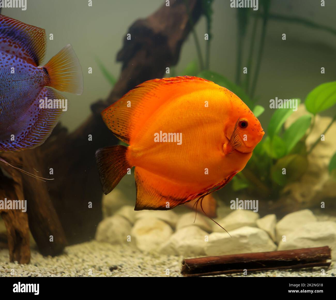 Portrait of a beautiful colored discus discus cichlid in a blackwater ...