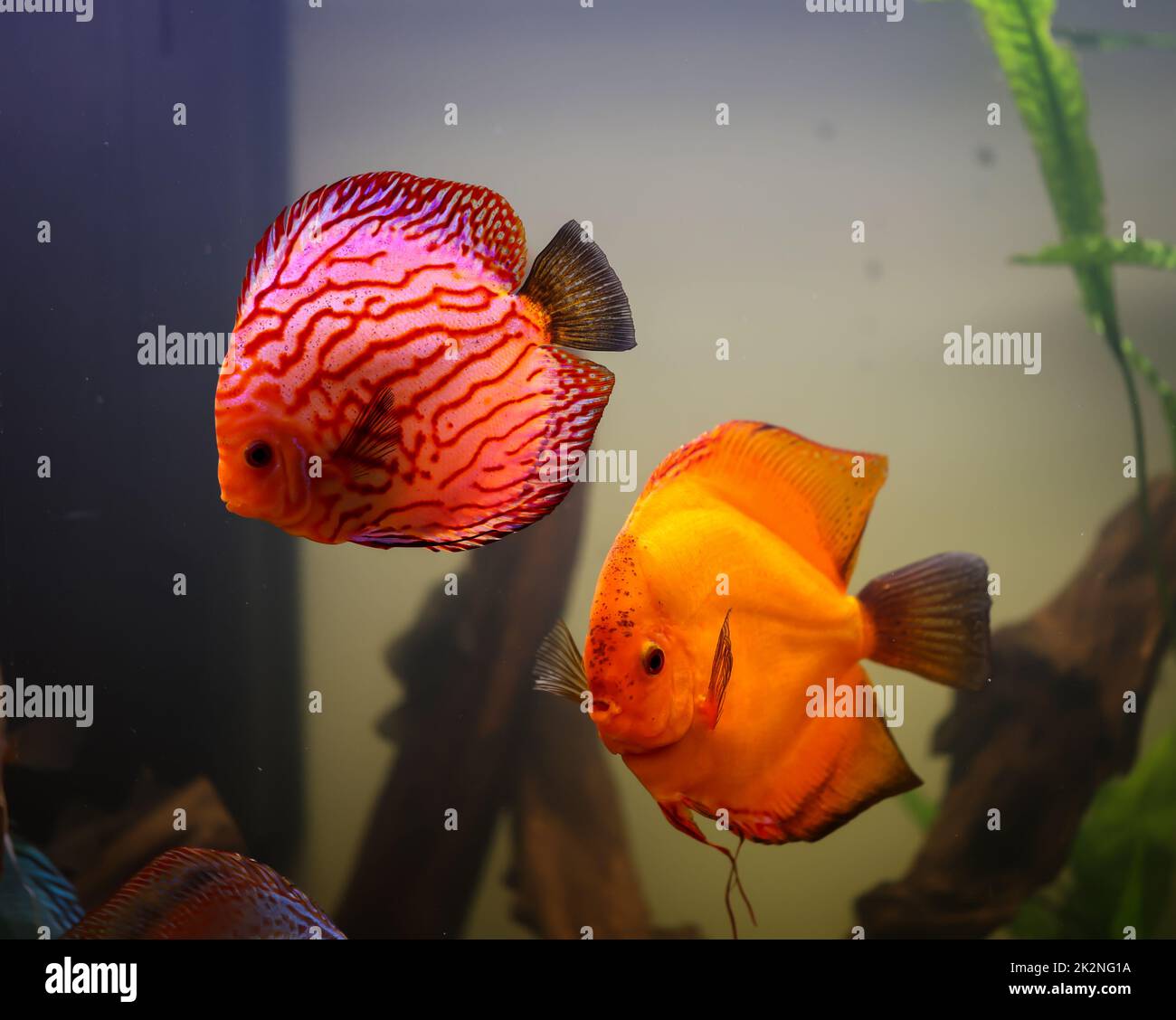 Portrait of a beautiful colored discus discus cichlid in a blackwater ...