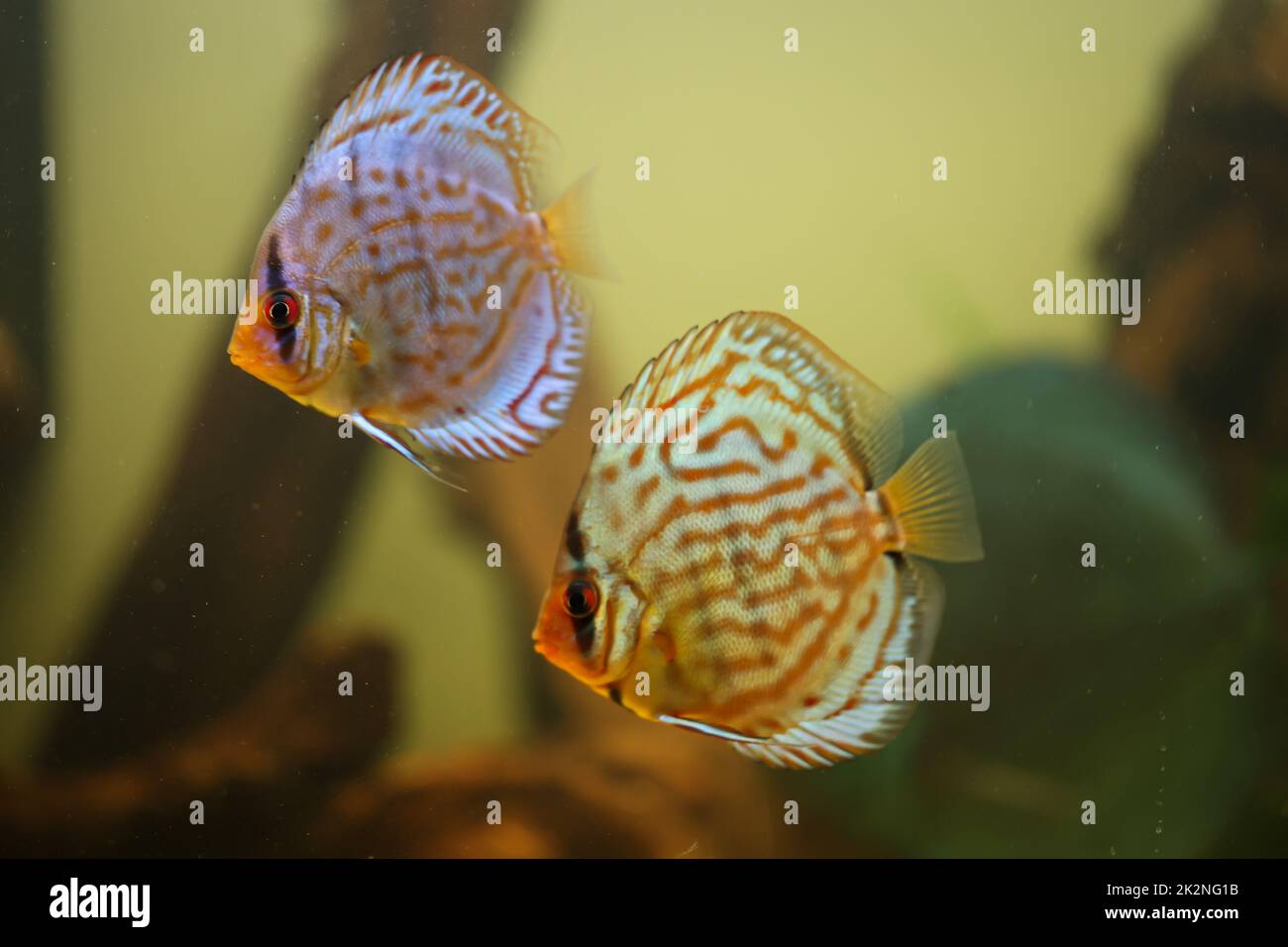 Portrait of a beautiful colored discus discus cichlid in a blackwater ...
