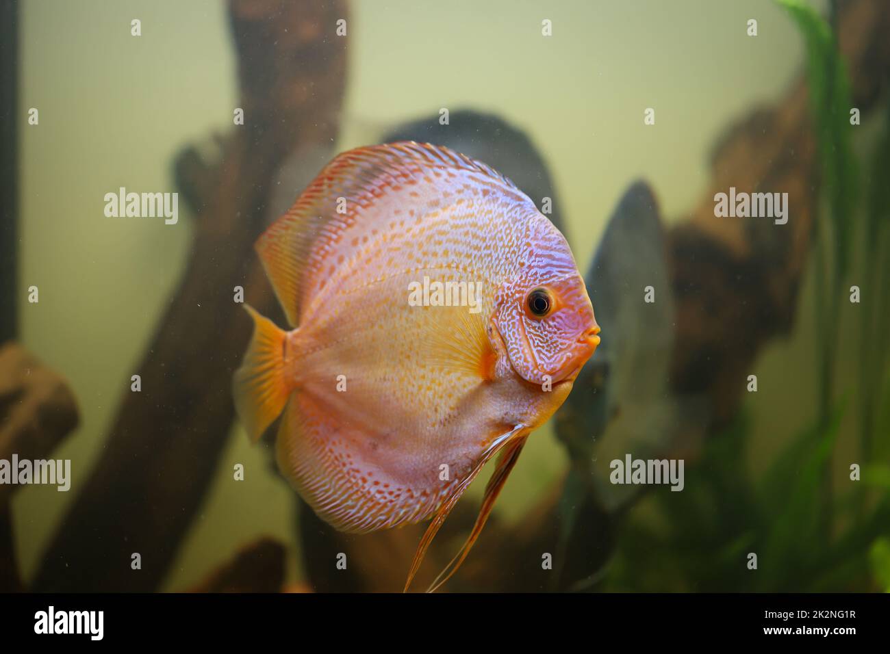 Portrait of a beautiful colored discus discus cichlid in a blackwater ...