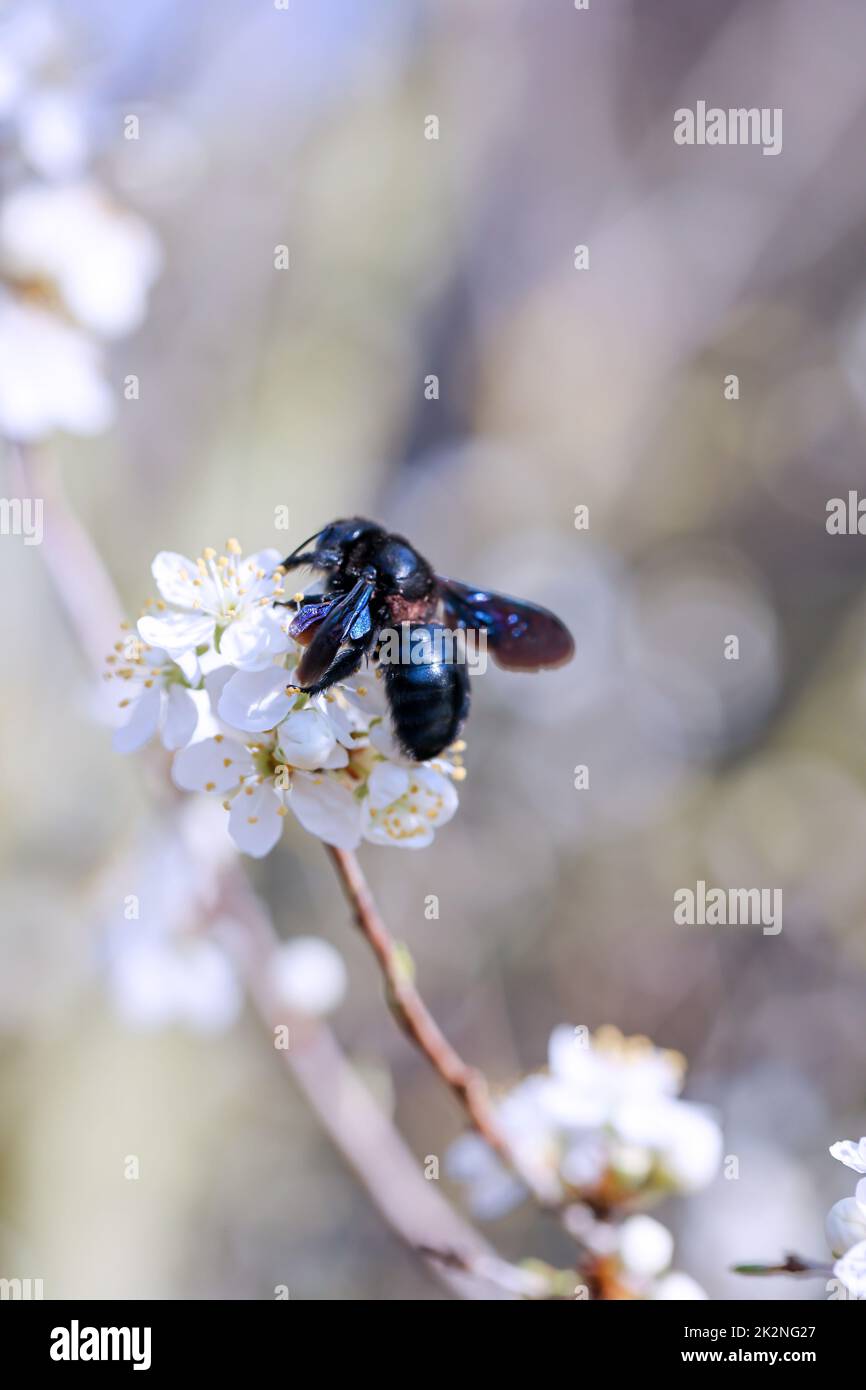 Blue carpenter bees hi-res stock photography and images - Alamy