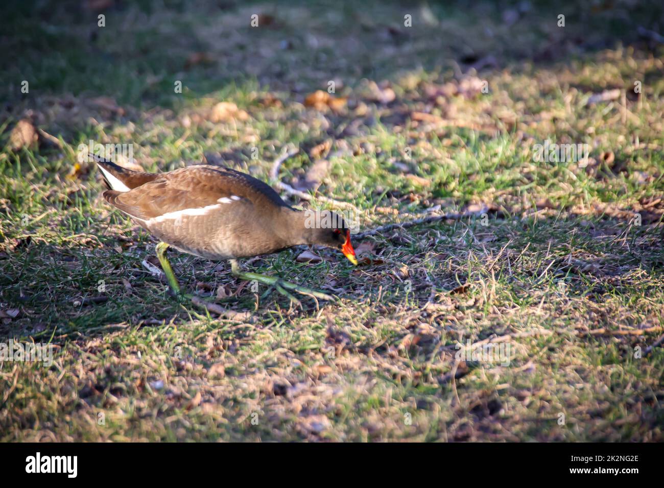 A pond rail, pond hen on the edge of a pond Stock Photo - Alamy