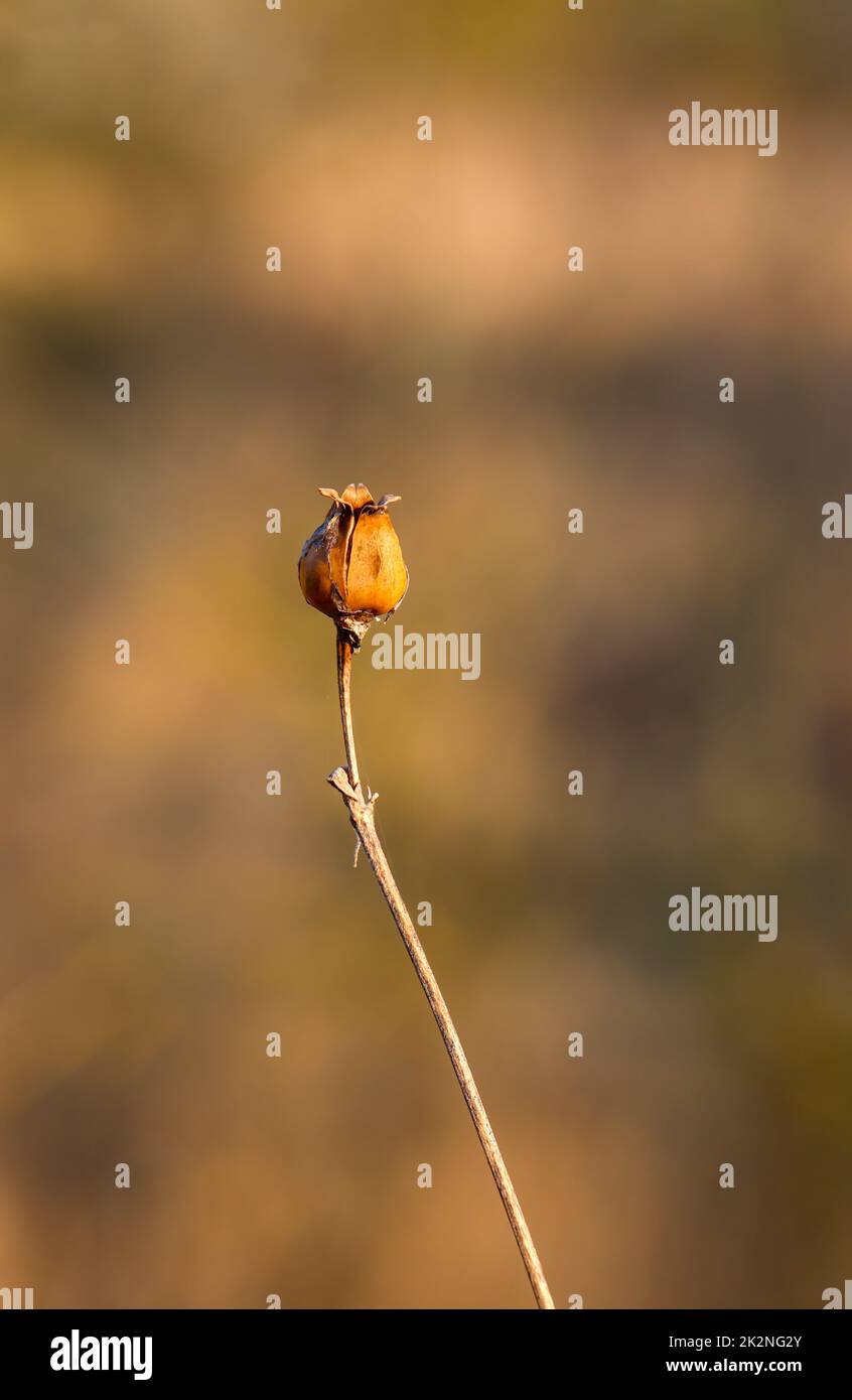 The rest of a white carnation. Close-up of the seed basket of a White ...