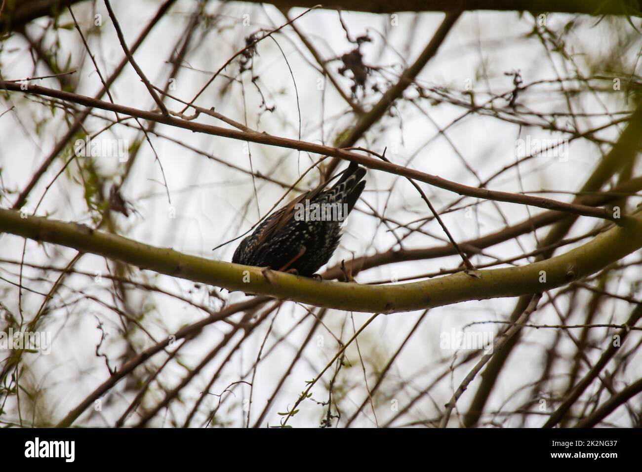 On a tree near the nesting hole is a starling, songbird Stock Photo - Alamy
