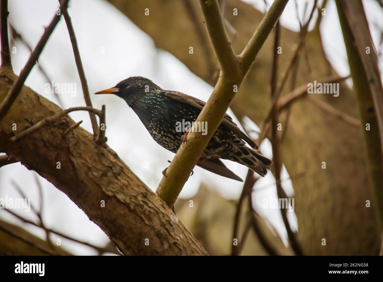 On a tree near the nesting hole is a starling, songbird Stock Photo - Alamy